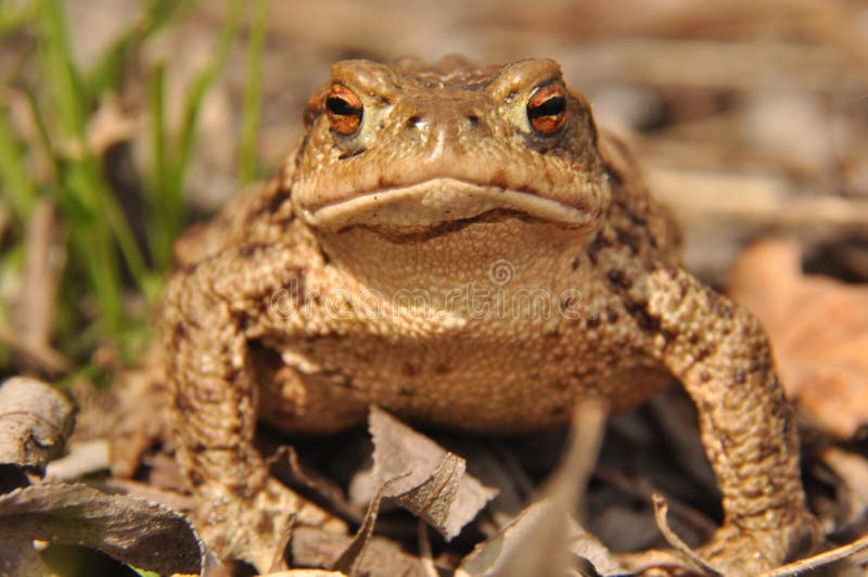 Toad. Amphibian during the Spring Awakening Stock Image - Image of ...