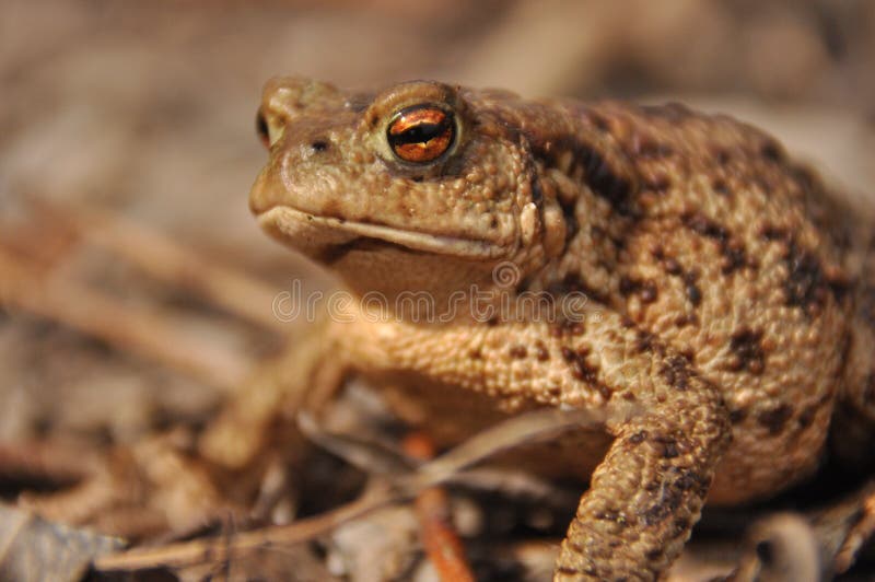 Toad. Amphibian during the Spring Awakening Stock Image - Image of ...
