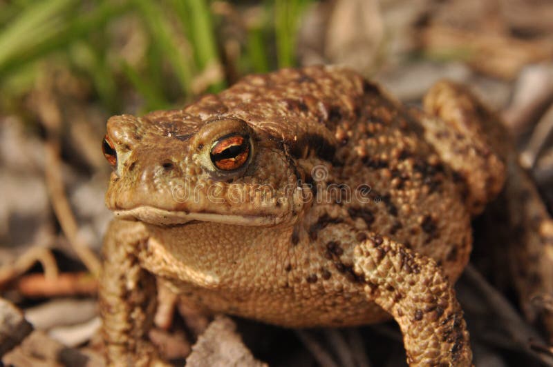 Toad. Amphibian during the Spring Awakening Stock Image - Image of ...