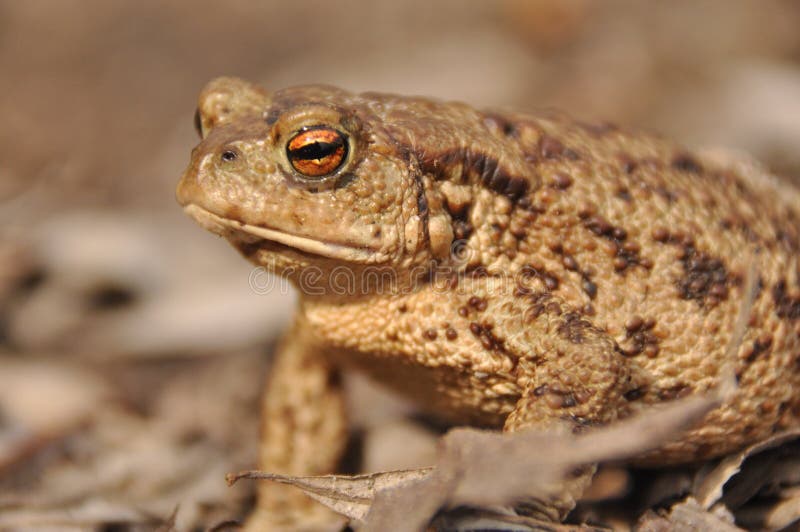 Toad. Amphibian during the Spring Awakening Stock Photo - Image of ...