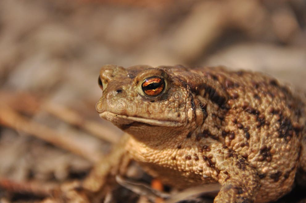 Toad. Amphibian during the Spring Awakening Stock Image - Image of ...