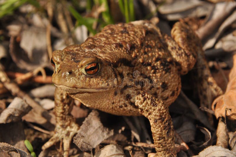 Toad. Amphibian during the Spring Awakening and Mating Stock Photo ...