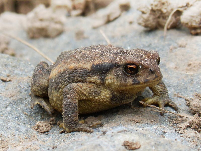 Toad, Amphibian, Terrestrial Animal, Frog Picture. Image: 123470392
