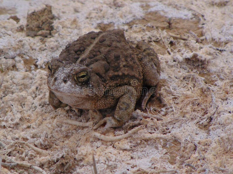 Toad, Amphibian, Terrestrial Animal, Frog Picture. Image: 123470392