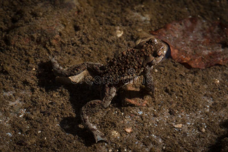 Toad stock photo. Image of gland, love, frog, eyes, pond - 373824820