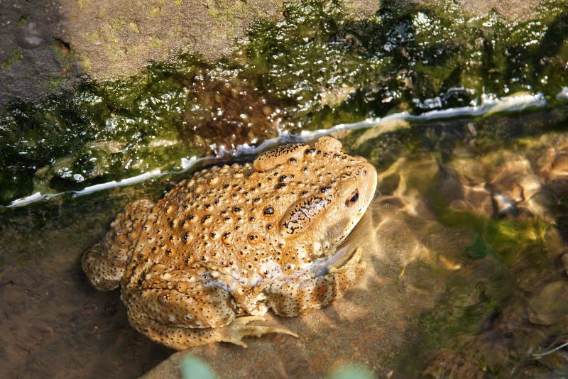 Toad stock image. Image of water, aqueduct, animal, wildlife - 41429455