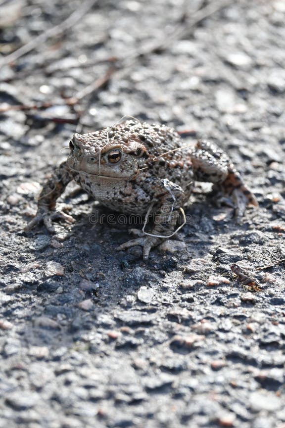 Toad on asphalt surface stock image. Image of blend - 367499155