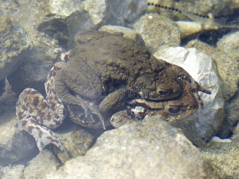 Toad with baby underwater stock image. Image of amphibian - 230678983