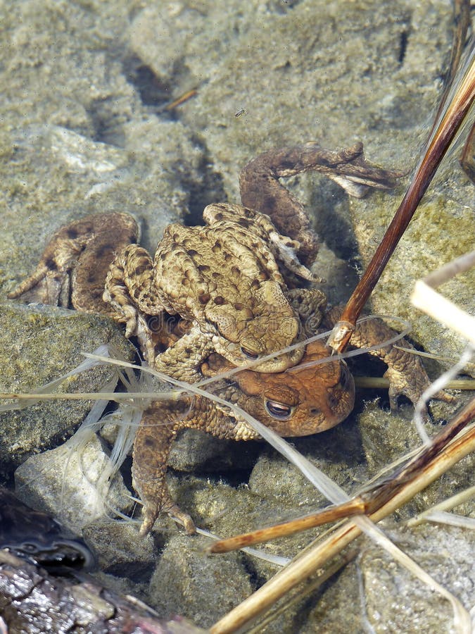 Toad with baby underwater stock image. Image of amphibians - 230679001