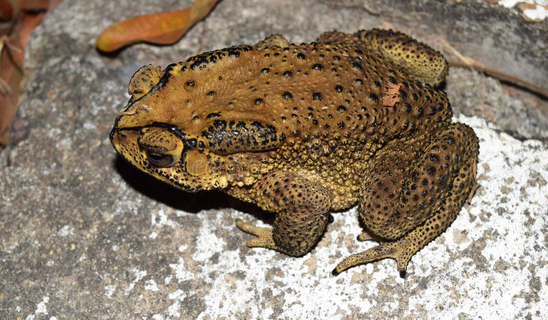Toad (back body focused) stock photo. Image of australia - 50858682