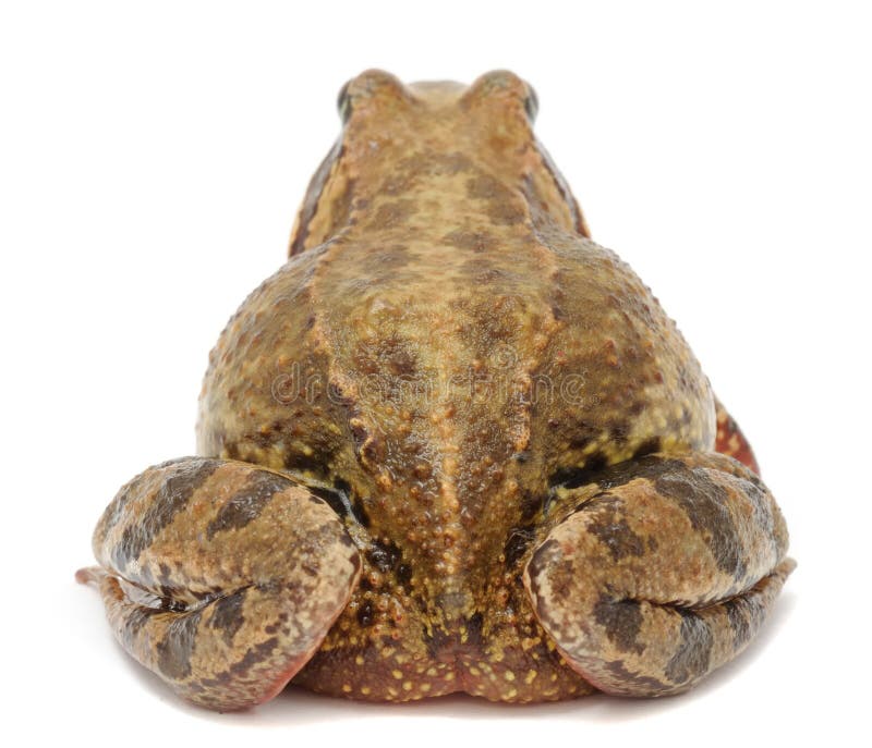 Toad (Back View) stock image. Image of rough, salientian - 16984105
