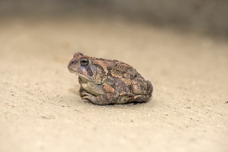 Toad stock photo. Image of outdoors, bufo, detail, white - 79766002