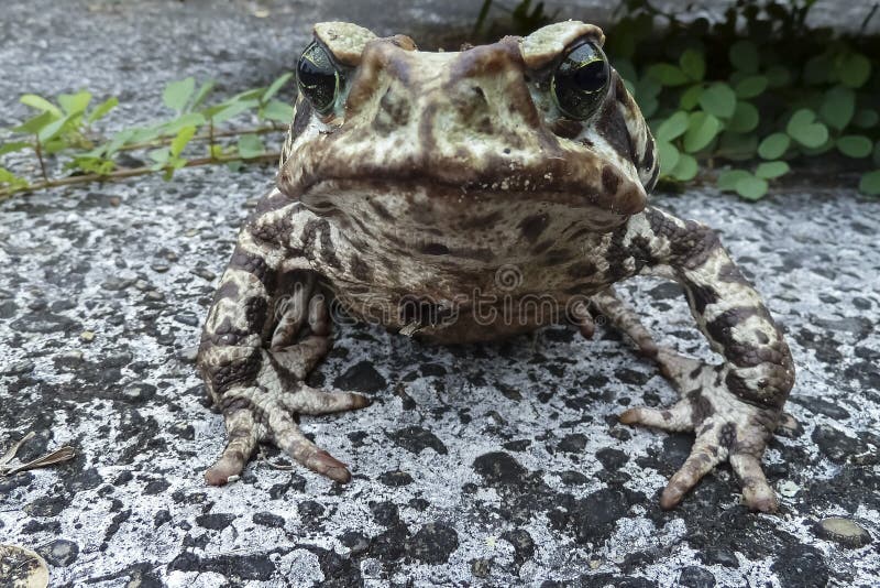Close-up Front View of a Yellow Cururu Toad , Atlantic Forest, Brazil ...