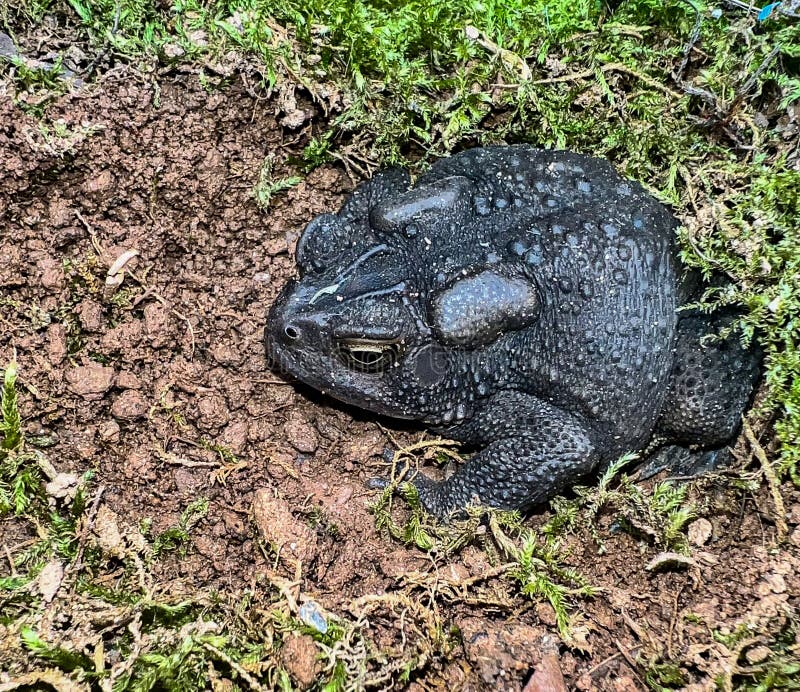 Toad stock image. Image of reptile, black, common, grass - 282971019