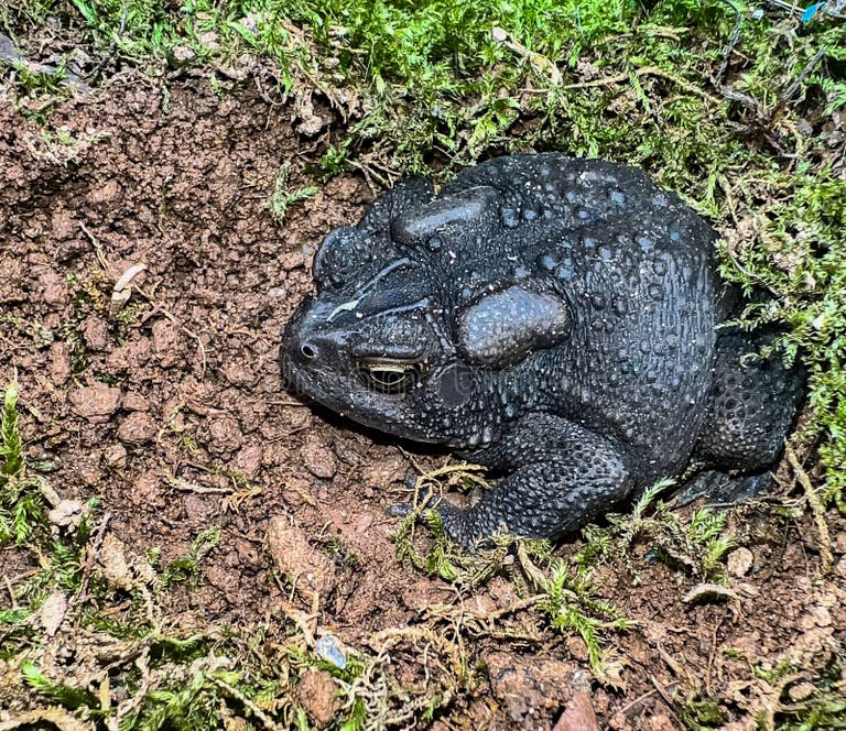 Toad stock image. Image of reptile, black, common, grass - 282971019