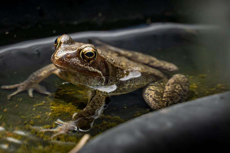 A Toad in a Bowl with Water Coming Out of it Stock Photo - Image of ...