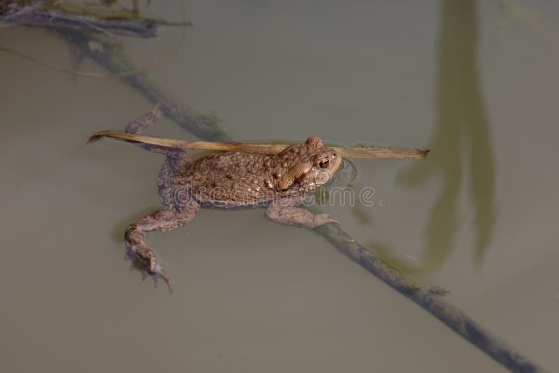 Toad in the Breeding Season in a Pond Stock Image - Image of male ...