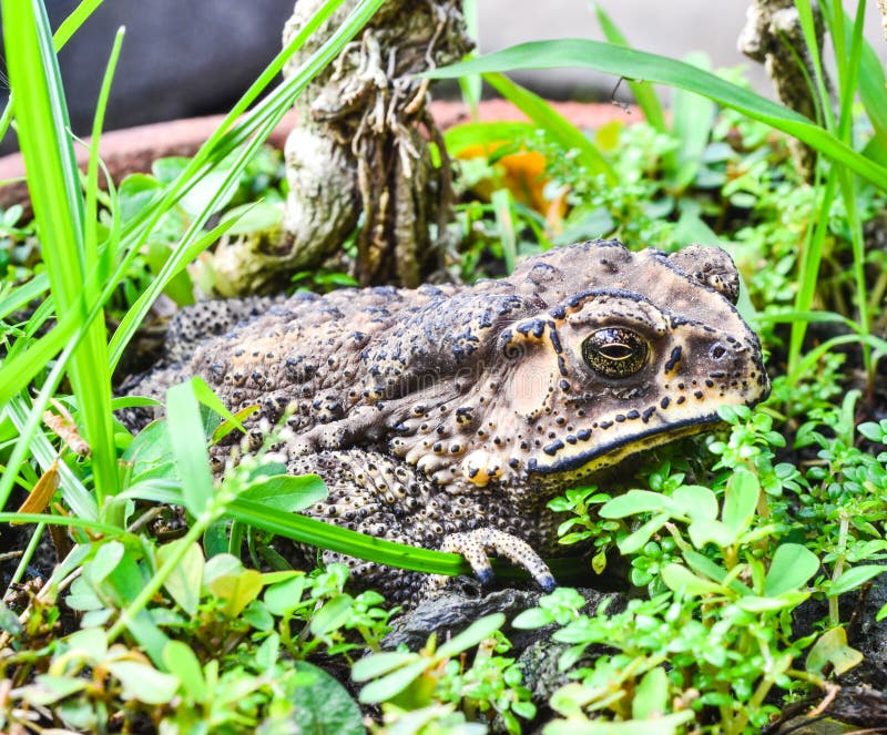 Toad stock photo. Image of reptile, looking, shot, animal - 39795996