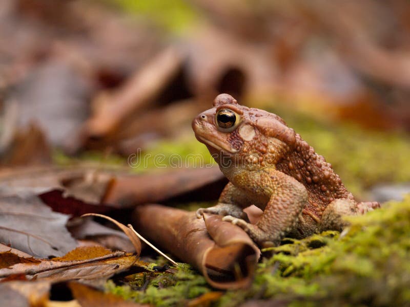 Toad stock image. Image of sitting, toad, perched, curled - 48415801