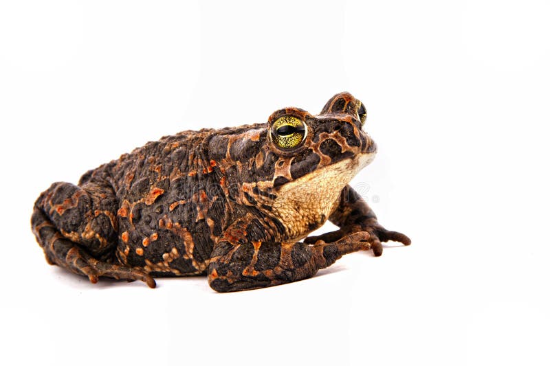 Arctic Fox, Vulpes Lagopus Sitting, Panting, Isolated on White Stock ...