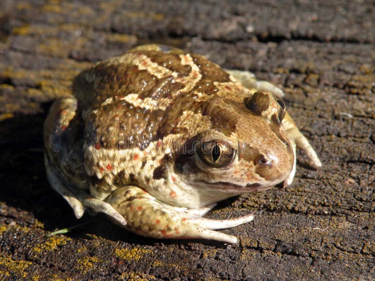 Toad stock photo. Image of desk, wildlife, surface, toad - 41003742