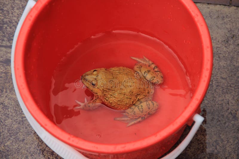 A toad in a bucket stock photo. Image of gather, service - 174092830