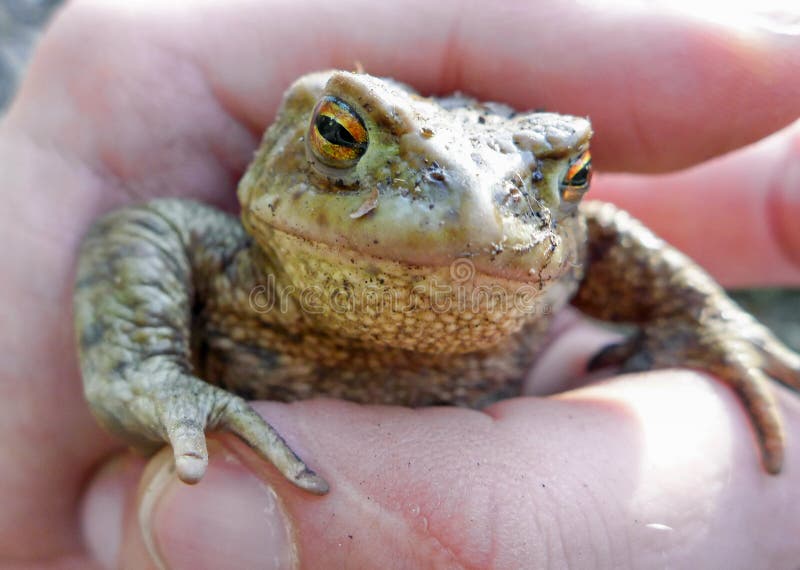 Toad - Bufo Bufo stock image. Image of macro, frog, detail - 74244831