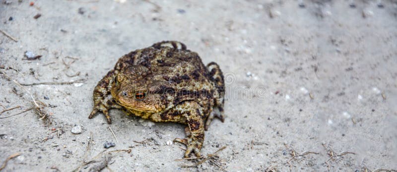 Common Toad Bufo Bufo Closeup Stock Photo - Image of length, collection ...