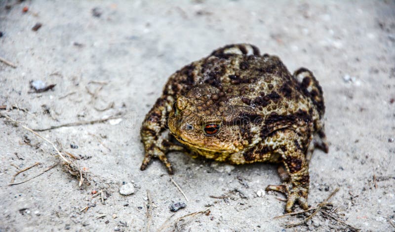 Common Toad Bufo Bufo Closeup Stock Photo - Image of isolated, outdoors ...