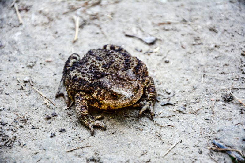 Common Toad Bufo Bufo Closeup Stock Image - Image of isolated, length ...