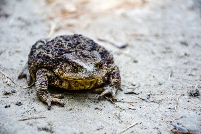 Common Toad Bufo Bufo Closeup Stock Photo - Image of full, sitting ...