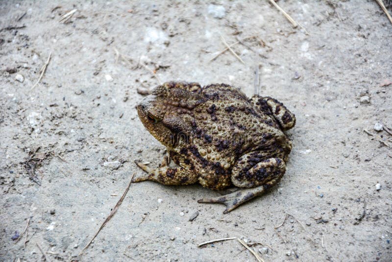Common Toad Bufo Bufo Closeup Stock Photo - Image of horizontal, foot ...