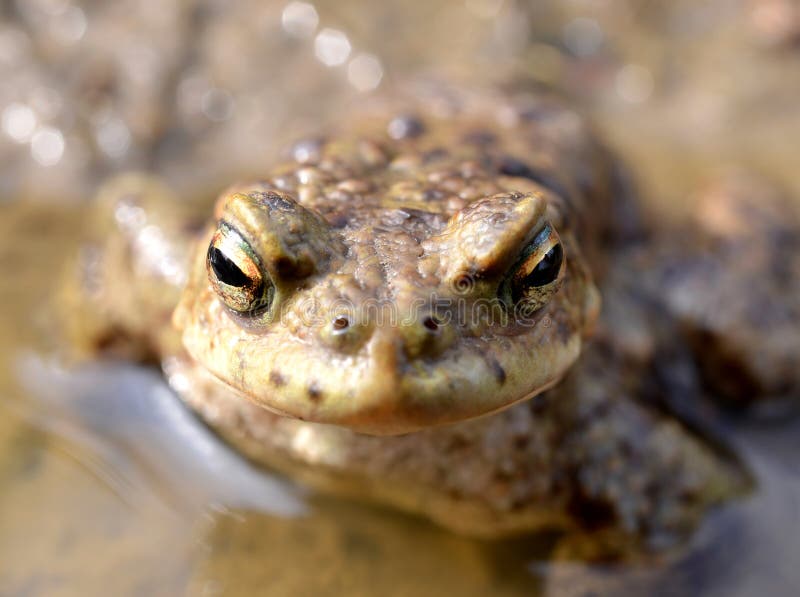 Toad, Bufo bufo stock photo. Image of reproduction, nature - 31024794
