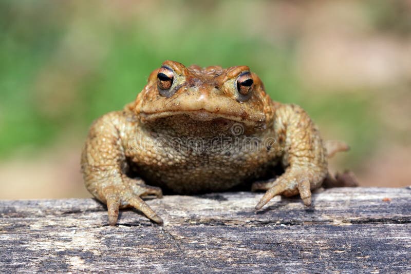 Toad, Bufo Sp, Bufonidae, Agumbe ARRSC, Karnataka Stock Photo - Image ...