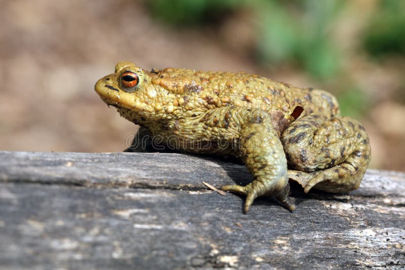 Toad Bufo Bufo is a Frog Native To Sandy and Heathland Areas of Europe ...