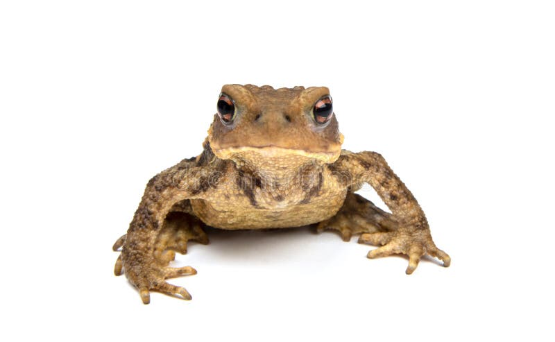 Toad stock image. Image of inquisitive, bron, wildlife - 254352631