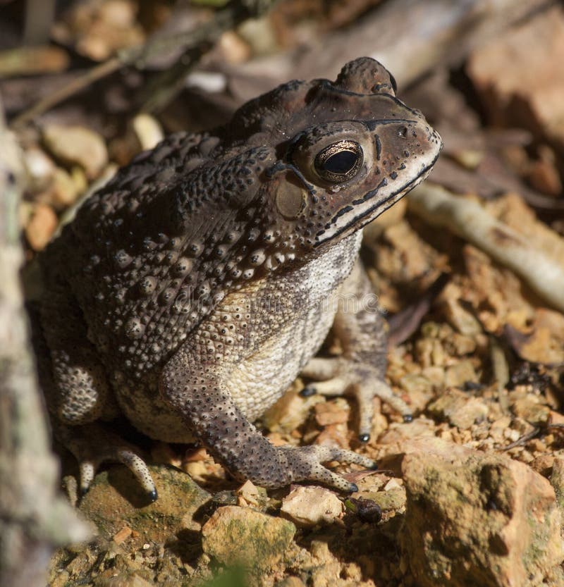 Toad Bufo Melanostictus stock image. Image of leathery - 33717029
