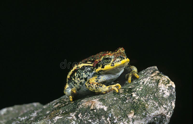 341 Toad Standing Photos - Free & Royalty-Free Stock Photos from Dreamstime
