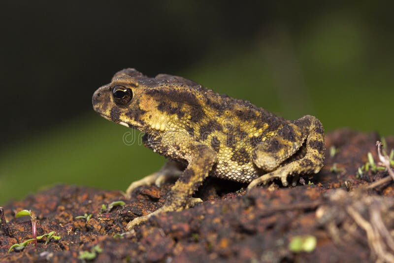 Toad, Bufo Sp, Bufonidae, Agumbe ARRSC, Karnataka Stock Photo - Image ...