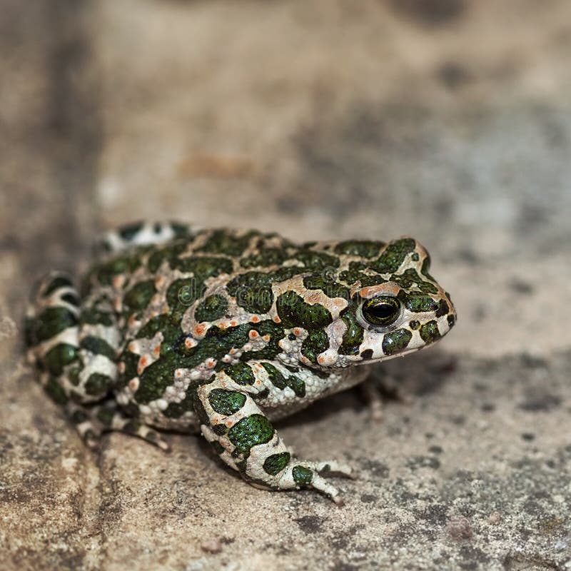 Toad - Bufotes Viridis. Green Toad on a Concrete Surface Stock Image ...