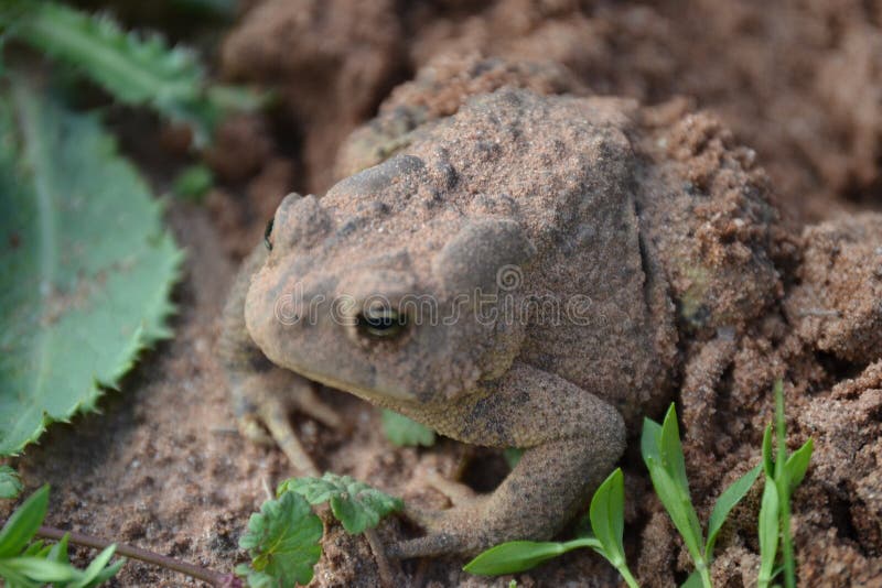 Toad Buried In The Soil. It Is A Tailless Amphibian With A Short Stout ...