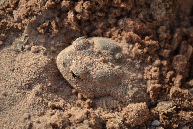 Toad stock photo. Image of camouflage, organism, soil - 77208778