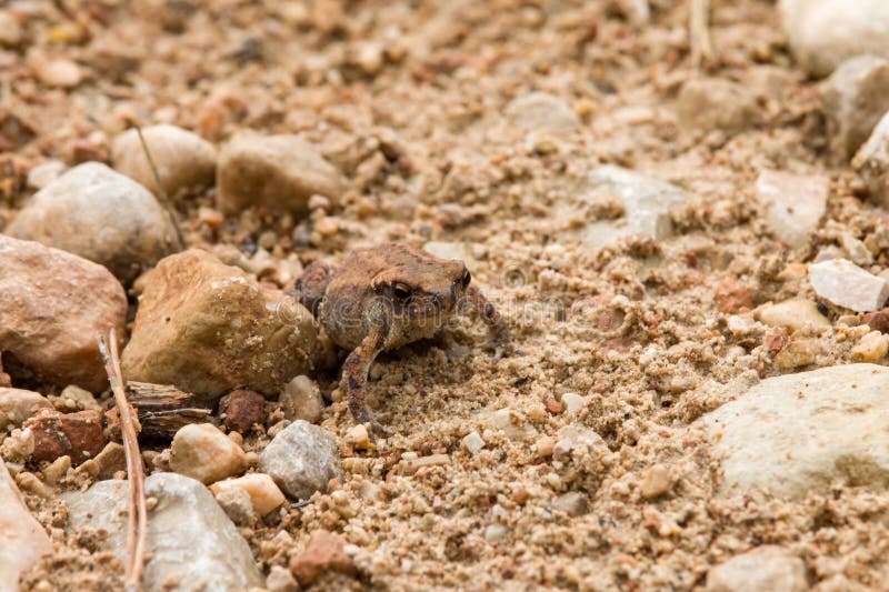 Toad Camouflaged on the Ground Stock Image - Image of reptile, organism ...