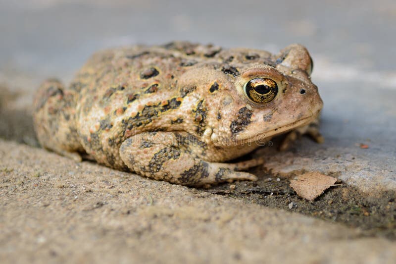 Toad on Cement stock image. Image of brown, spotted, cement - 54084633