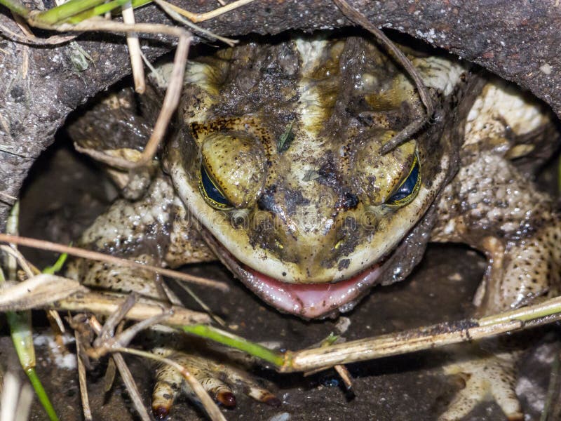 Toad changing his skin stock photo. Image of outdoors - 187050262