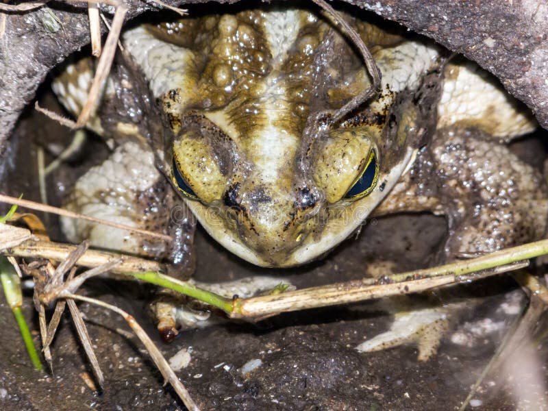 Toad Changing His Skin, Front Stock Photo - Image of eyes, skin: 188745198