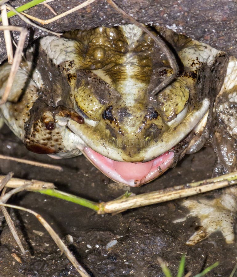 Toad Changing His Skin, Summer Stock Image - Image of aquatic, wildlife ...