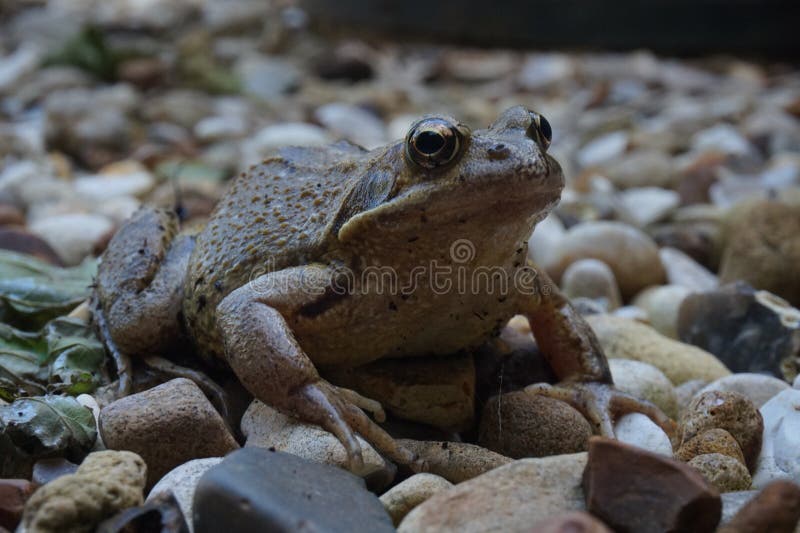 Toad Chillin Stock Photos - Free & Royalty-Free Stock Photos from ...