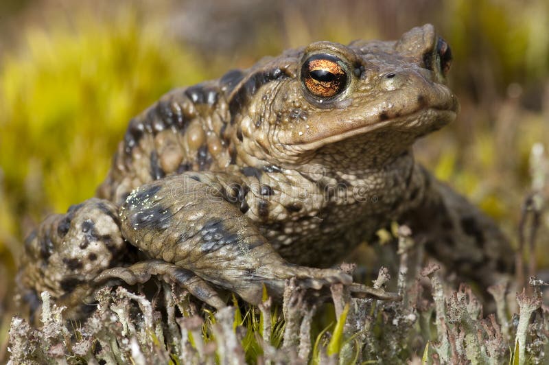 Toad close-up stock image. Image of nature, warts, bufo - 13499567