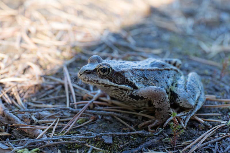 Toad close up stock image. Image of amphibian, forest - 65585761